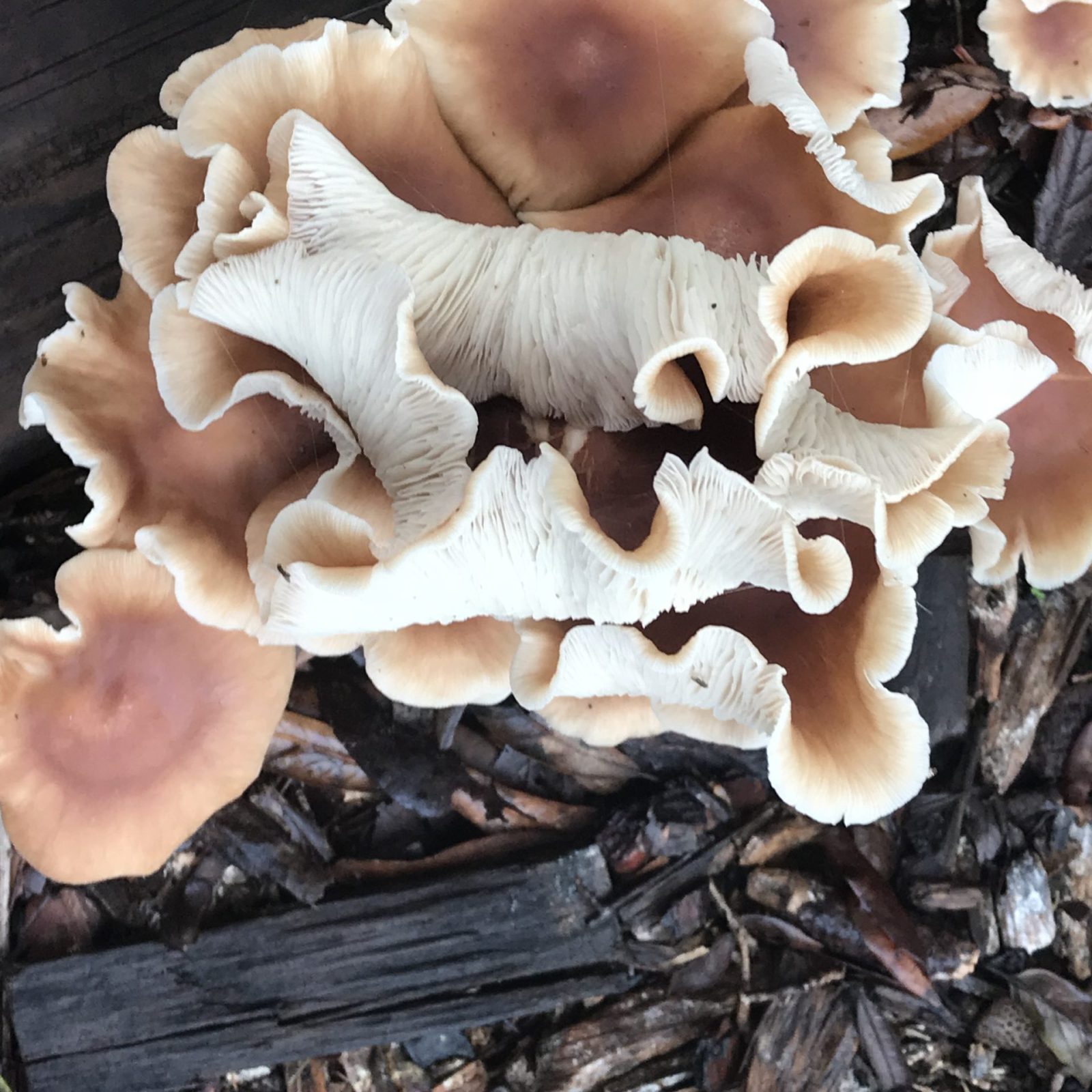 About - Genetic Potential Products