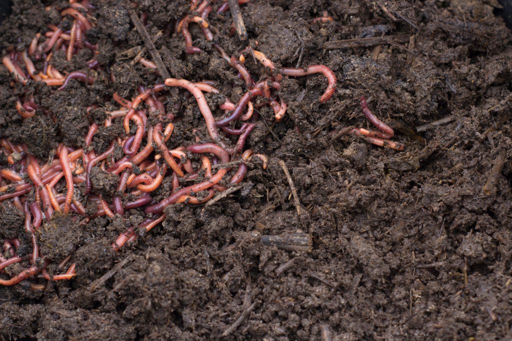 Organic Worm Castings - Genetic Potential Products